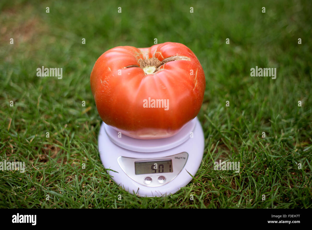 Greenhouse scales hi-res stock photography and images - Alamy