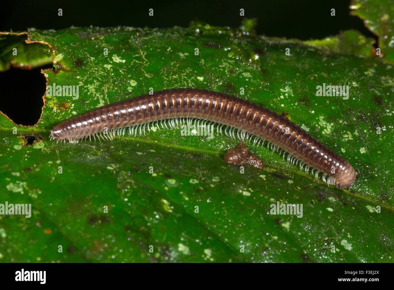 Millipede hi-res stock photography and images - Alamy