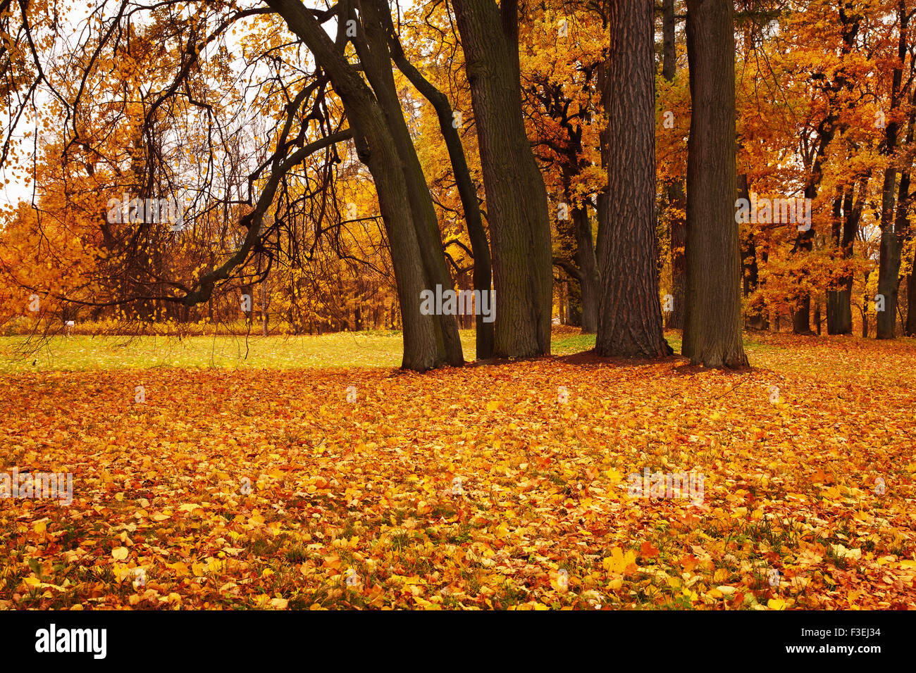 colorful autumn trees in park Stock Photo - Alamy