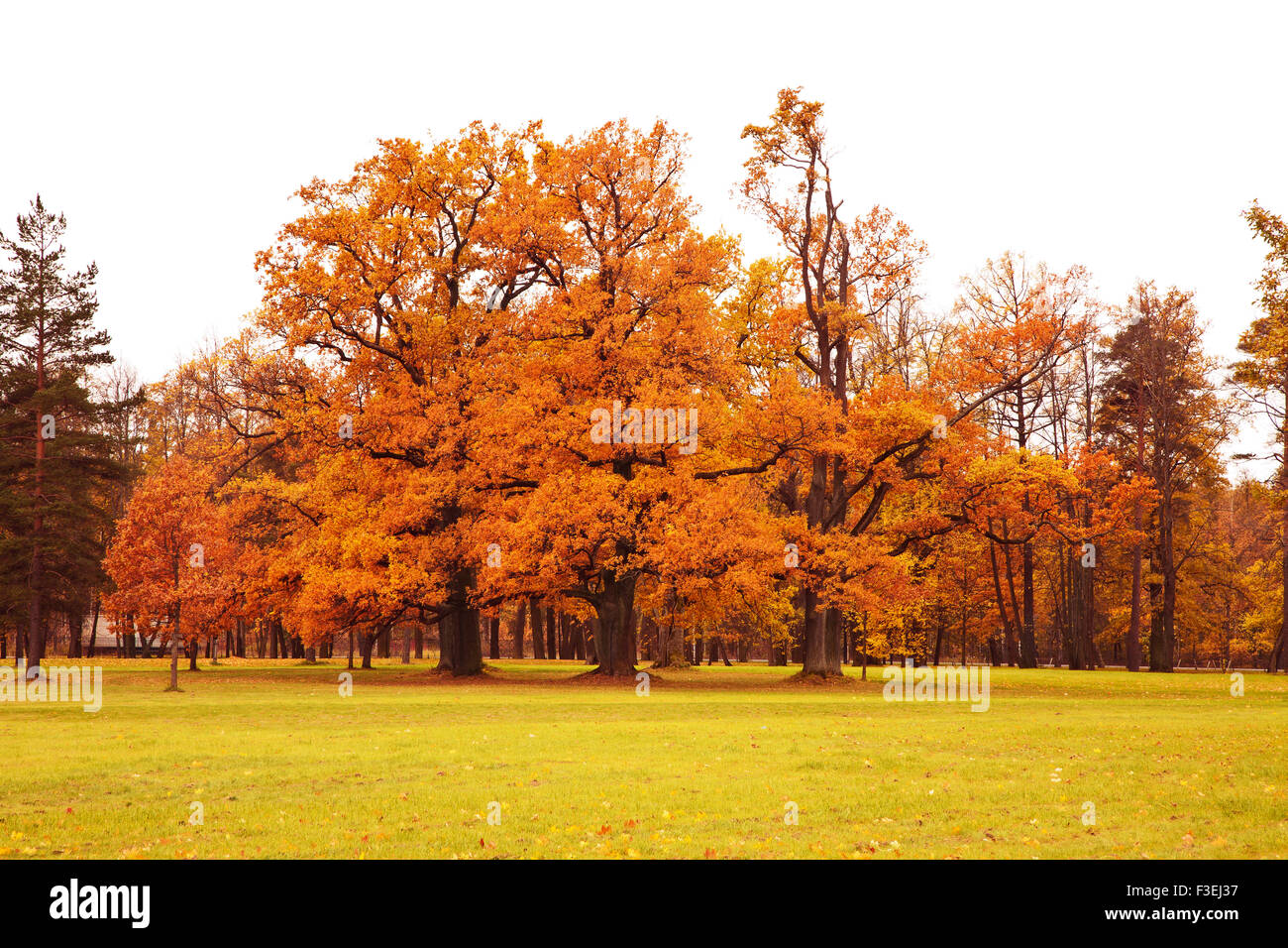 colorful autumn trees in park Stock Photo - Alamy
