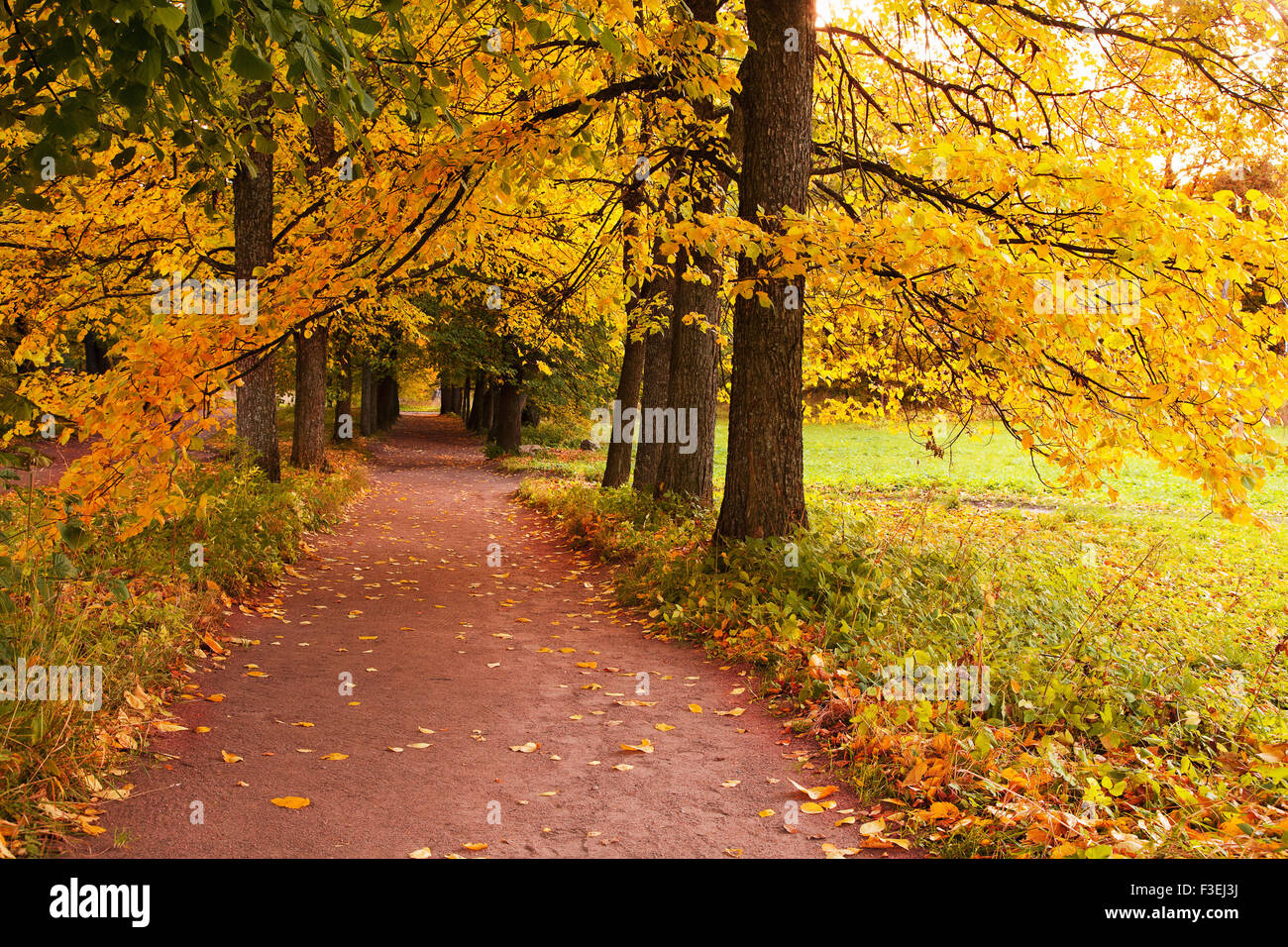 colorful autumn trees in park Stock Photo - Alamy