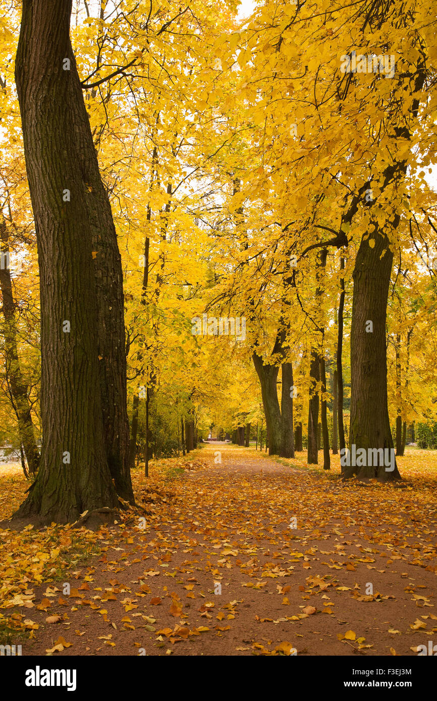 colorful autumn trees in park Stock Photo - Alamy