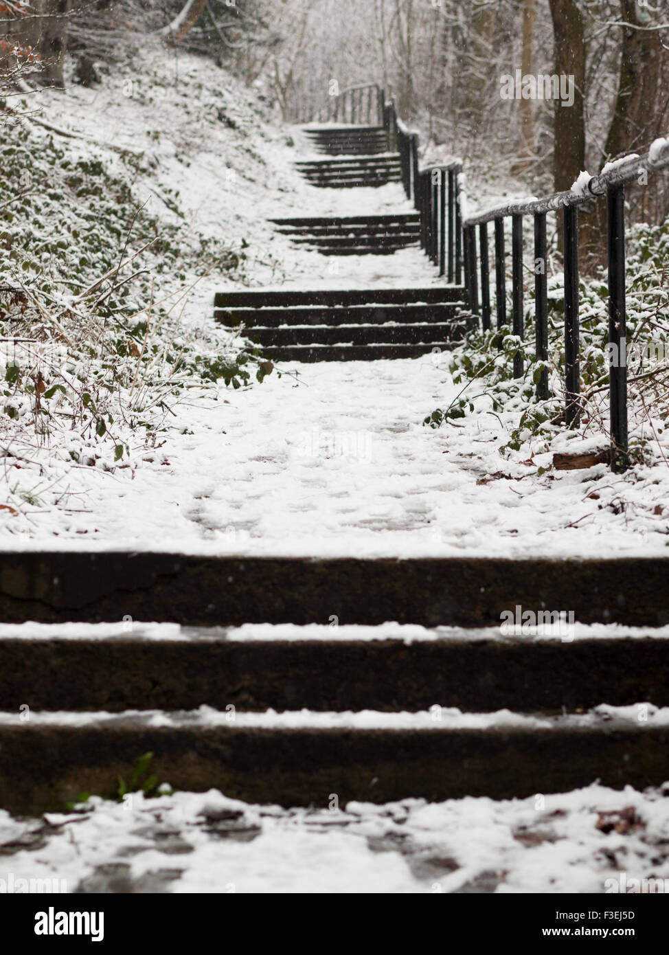 Snowy steps in woods in Yorkshire, England UK Stock Photo - Alamy