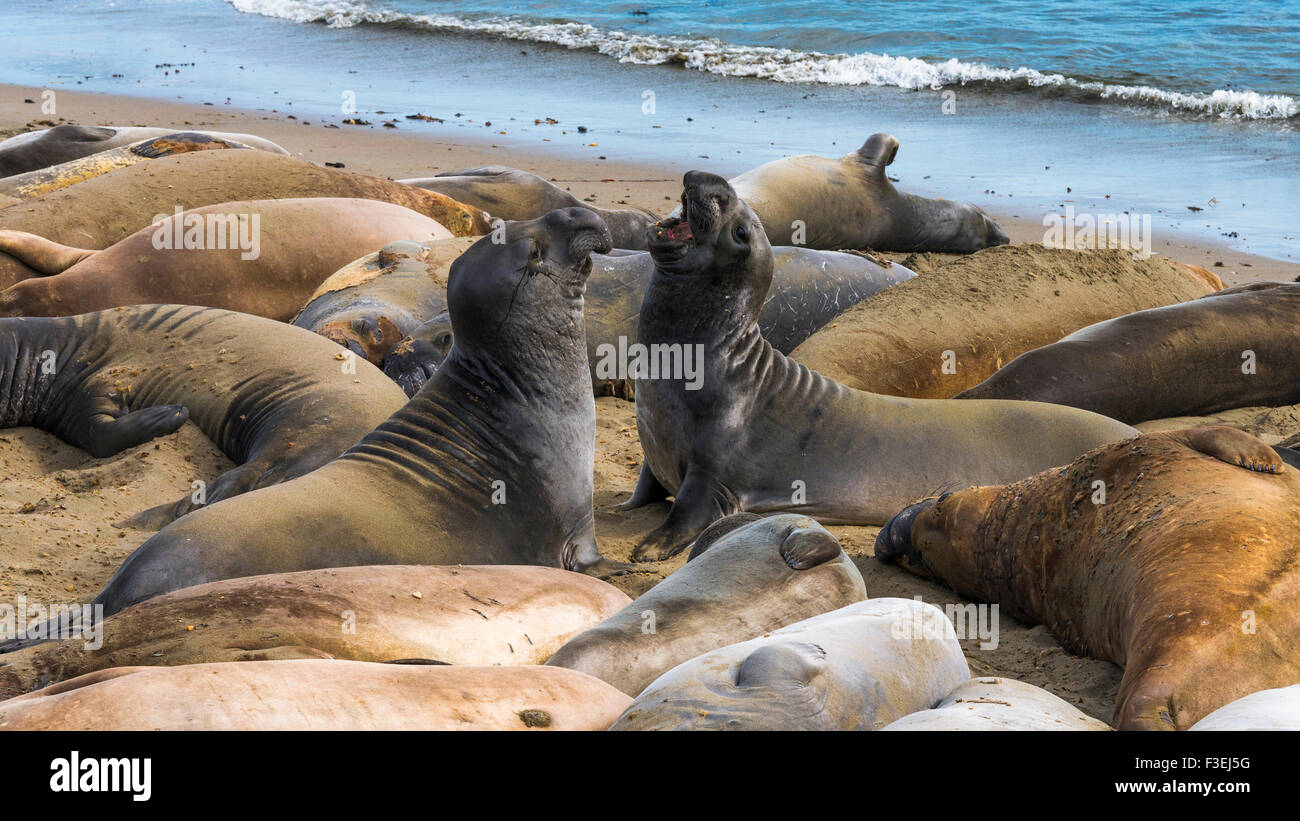 Northern elephant seals (Mirounga angustirostris) at Piedras Blancas ...