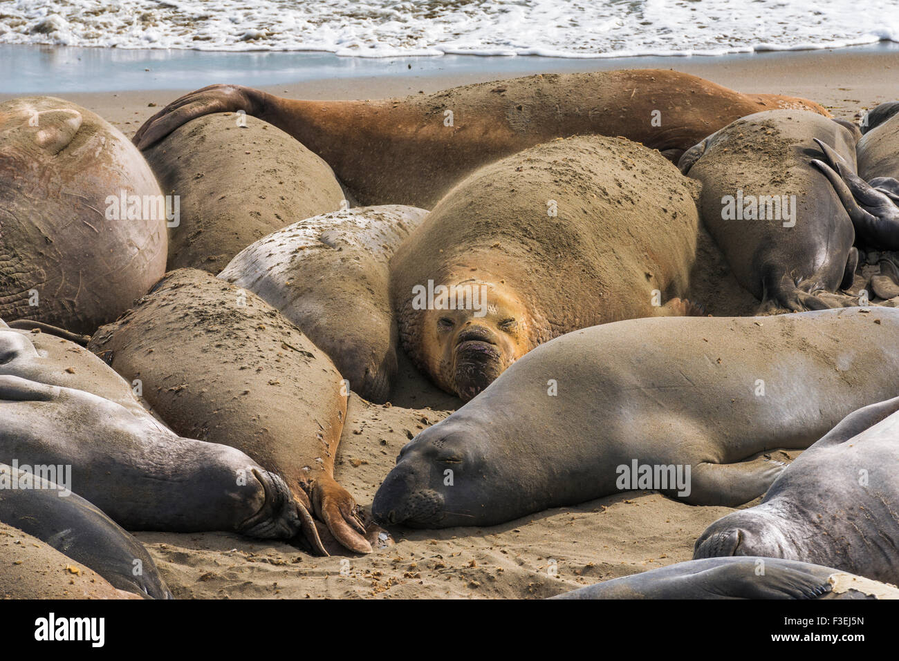 Northern elephant seals (Mirounga angustirostris) at Piedras Blancas ...