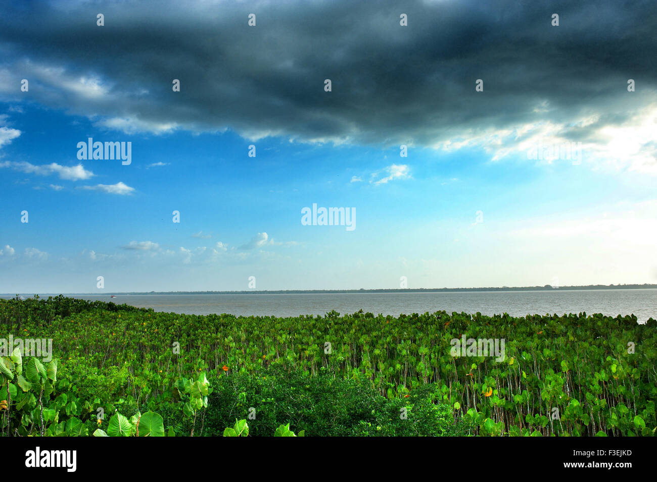 Beautiful and dramatic sky with typical vegetation, guama river, Belem ...