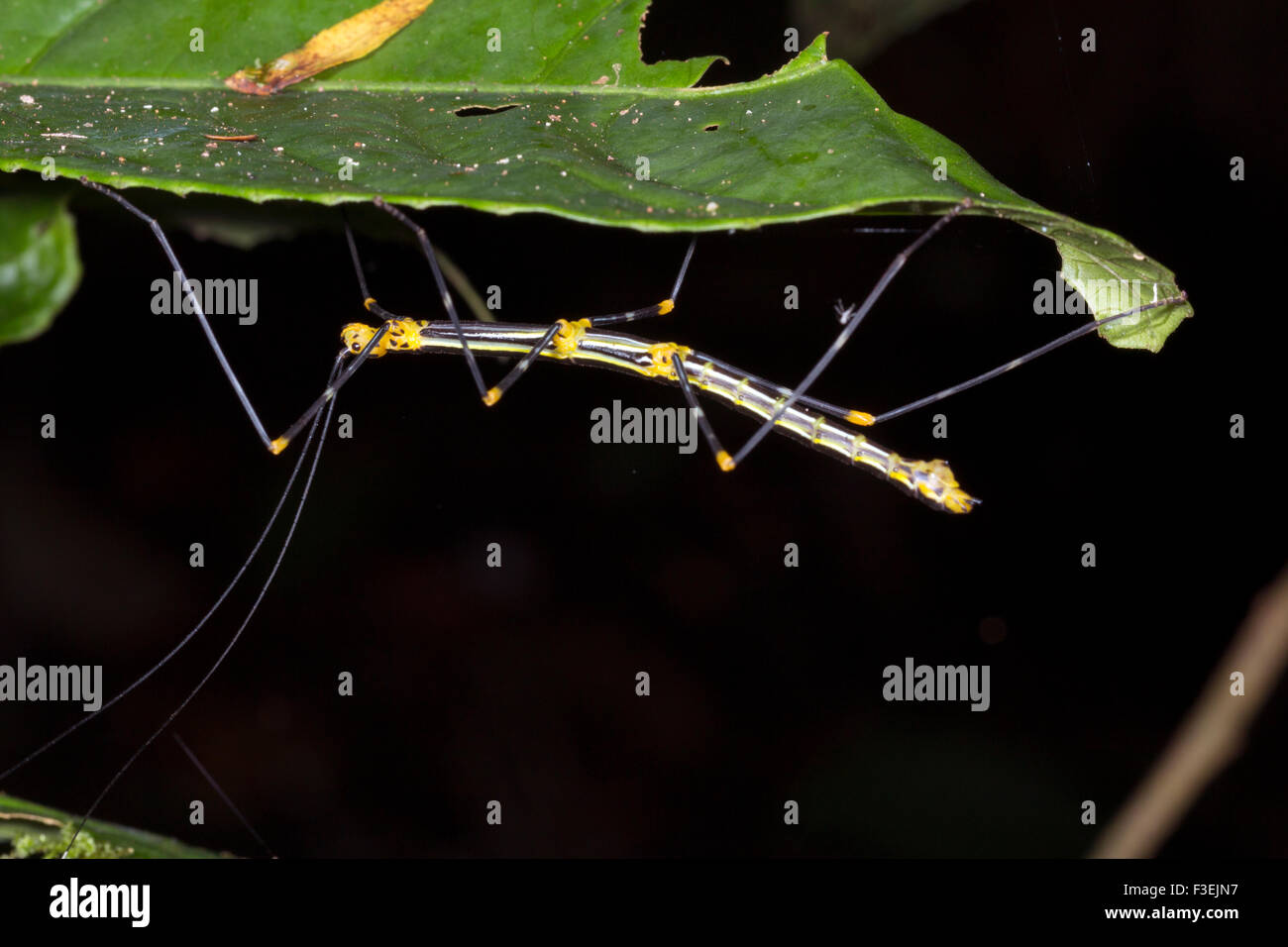 Brightly coloured stick insect (Oreophoetes peruana) in tropical ...