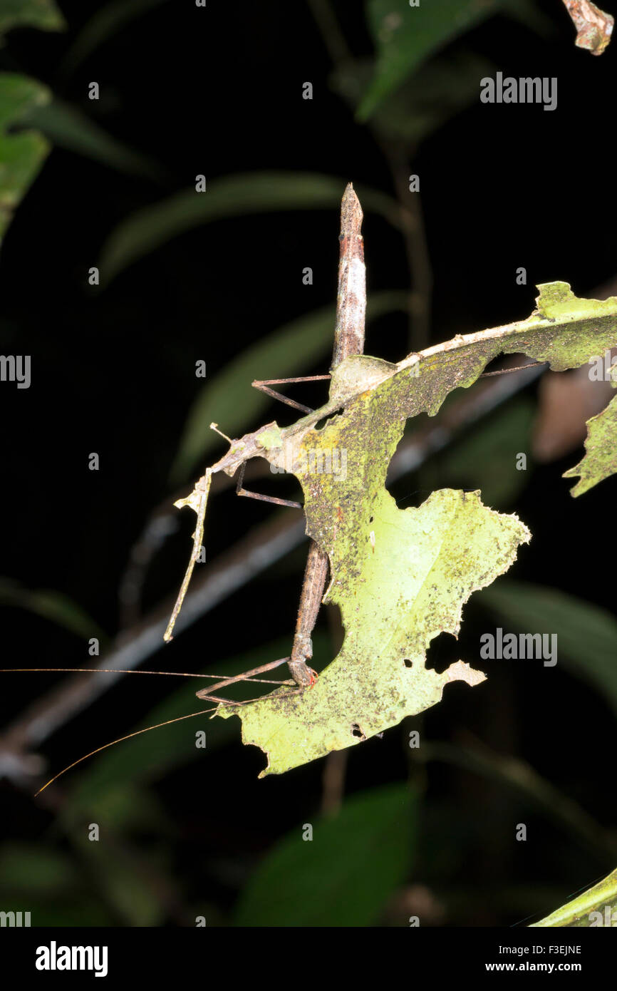 Stick insect eating a leaf in the rainforest understory, Ecuador Stock ...