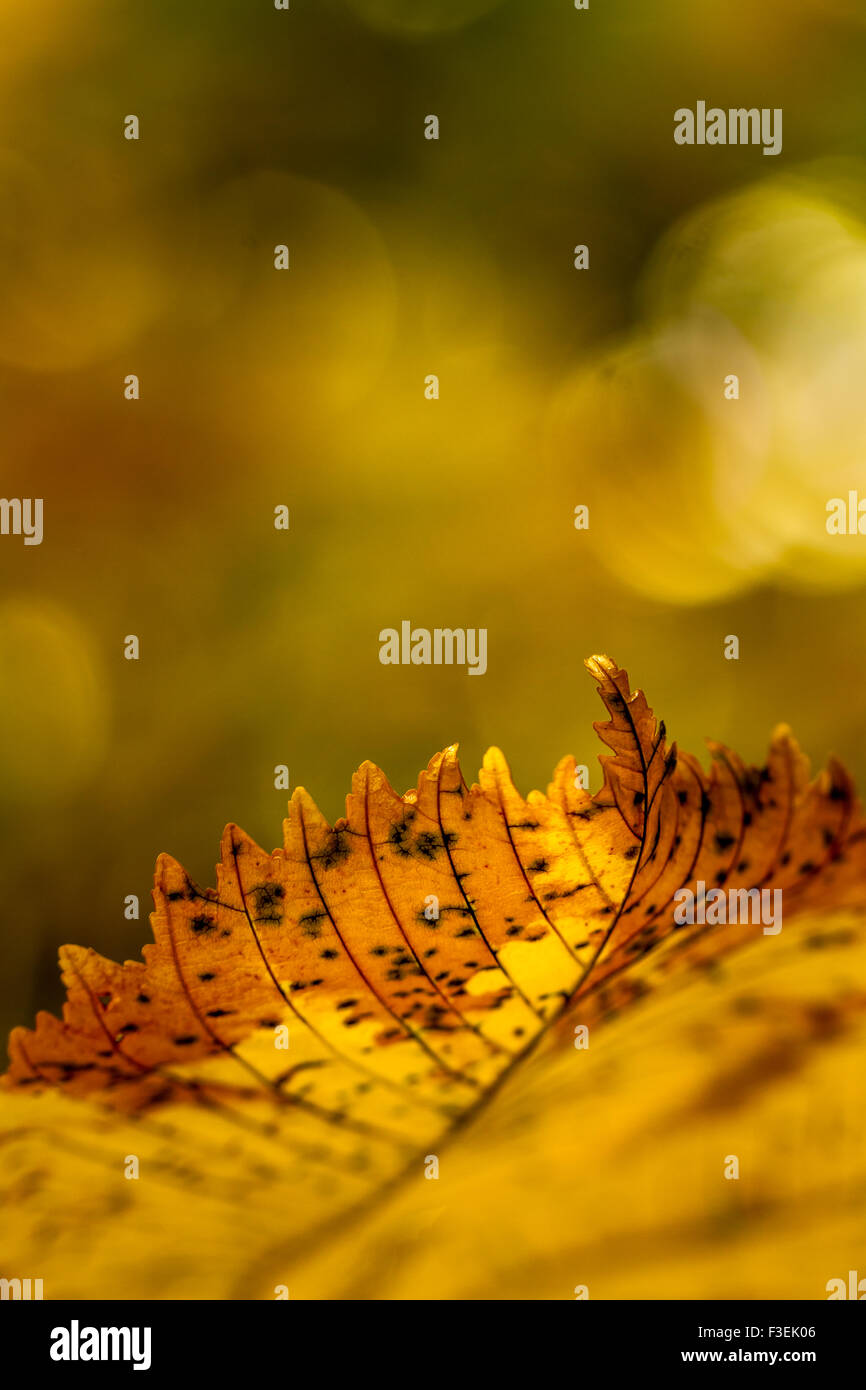 Golden autumn leaf close up Stock Photo - Alamy