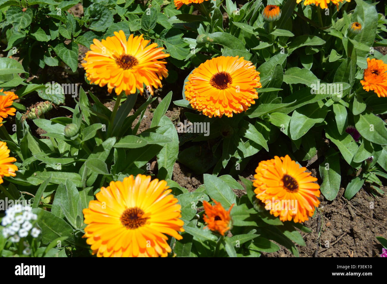this photo is taken at the botanical garden of Haggala in Sri Lanka ...