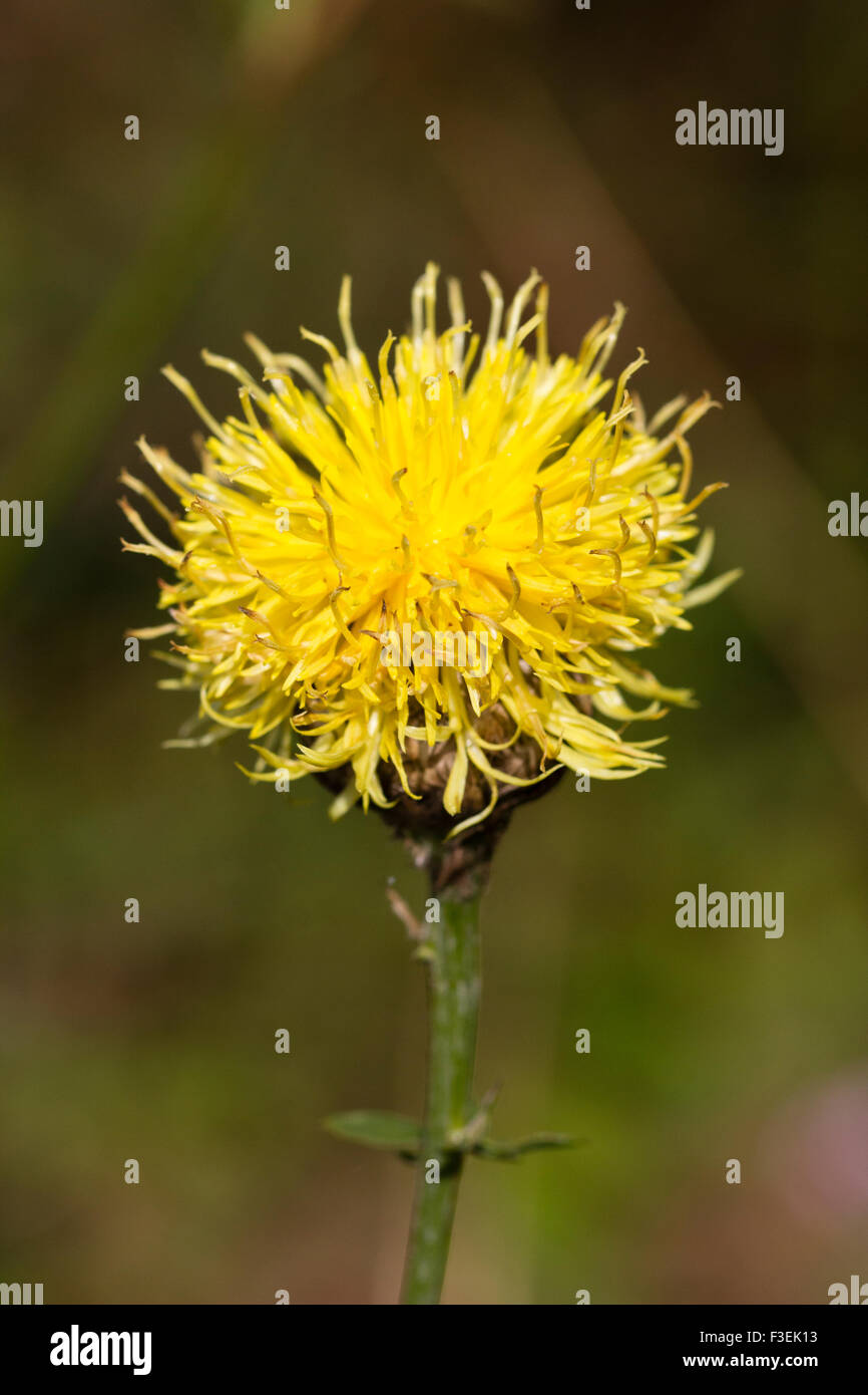Yellow flower of the South East European and Asian knapweed, Centaurea ...