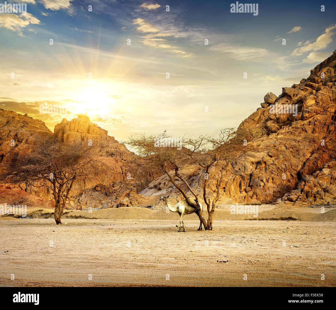 Camel in the sun hi-res stock photography and images - Alamy