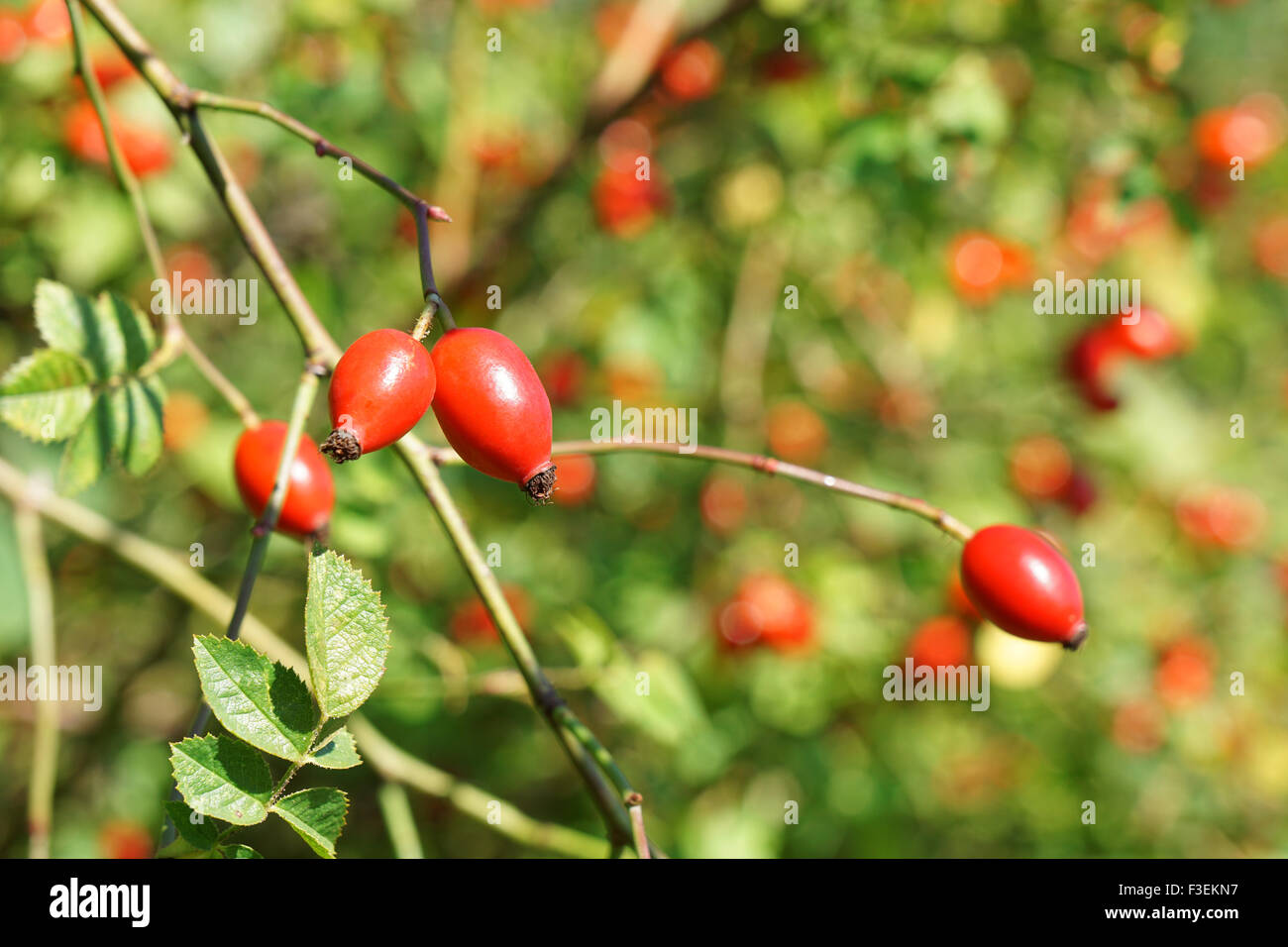 Rosehip hi-res stock photography and images - Alamy