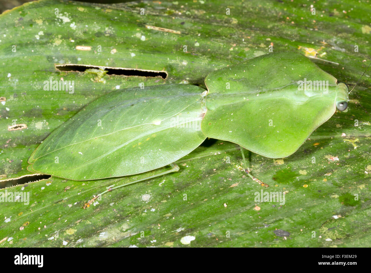 Adult Leaf mimic mantis (Choeradodis rhomboidea) camouflaged on a ...