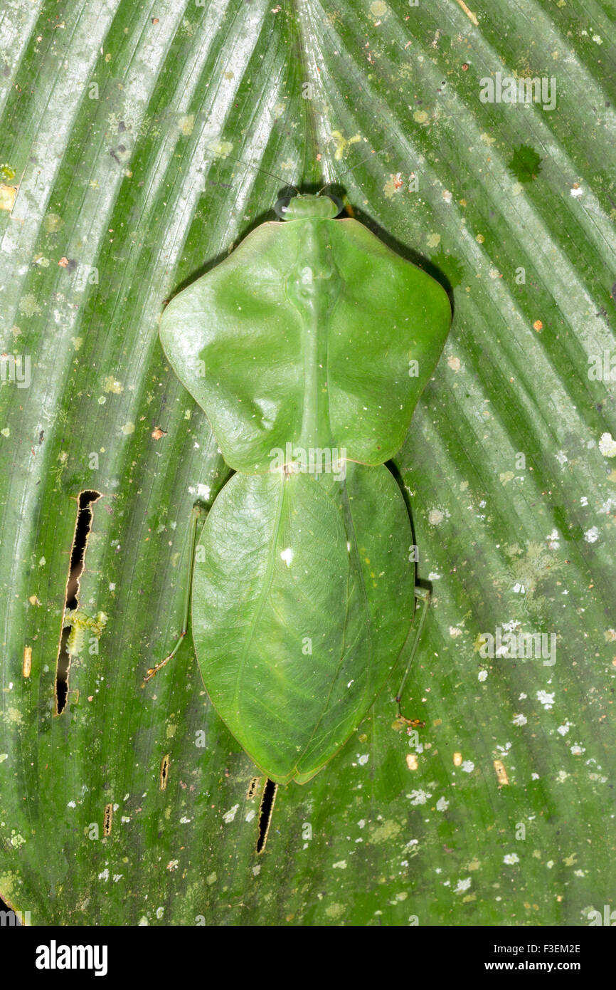 Choeradodis rhomboidea hi-res stock photography and images - Alamy