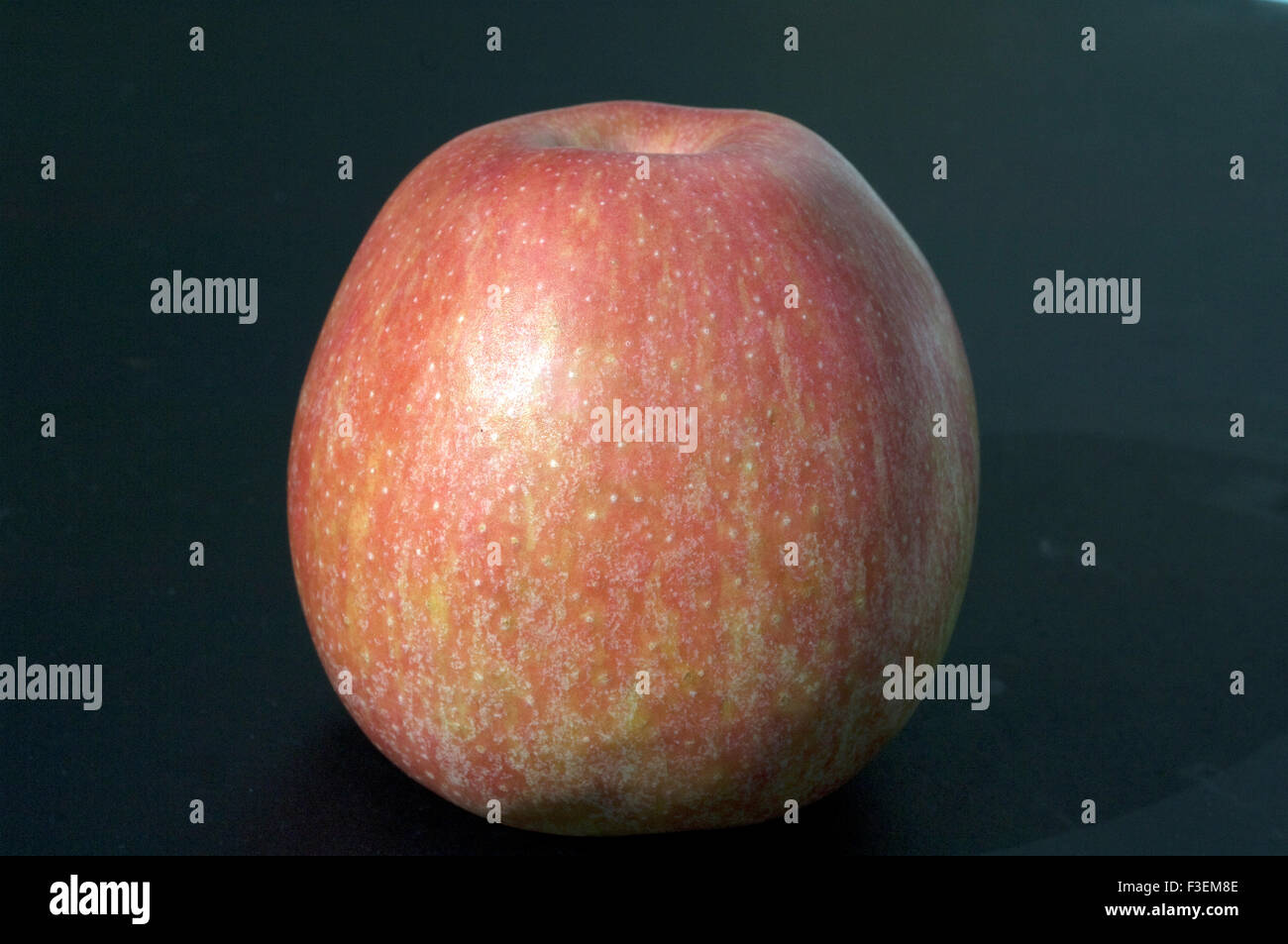 Boskoop, Boskop, Winter-Apfel, Gruener Stock Photo - Alamy
