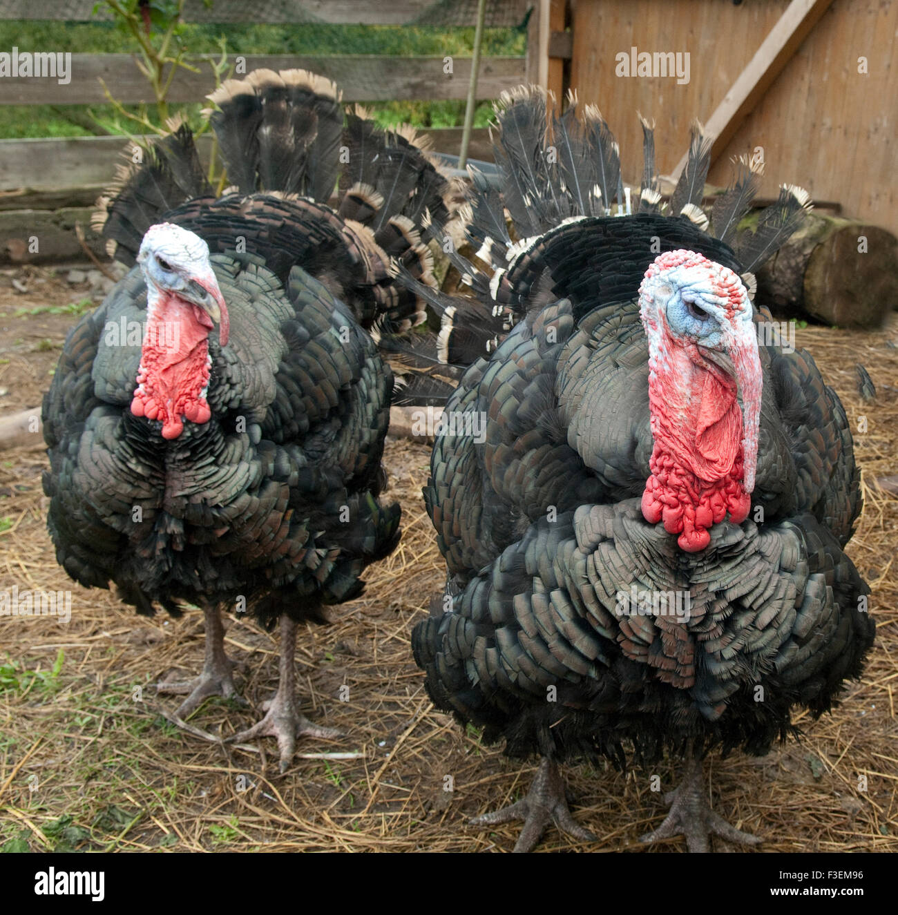 Bronzeputen, Puten, Hausgefluegel, Truthahn Stock Photo - Alamy