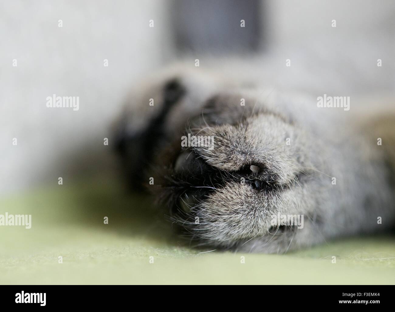 Leg of cat Stock Photo - Alamy