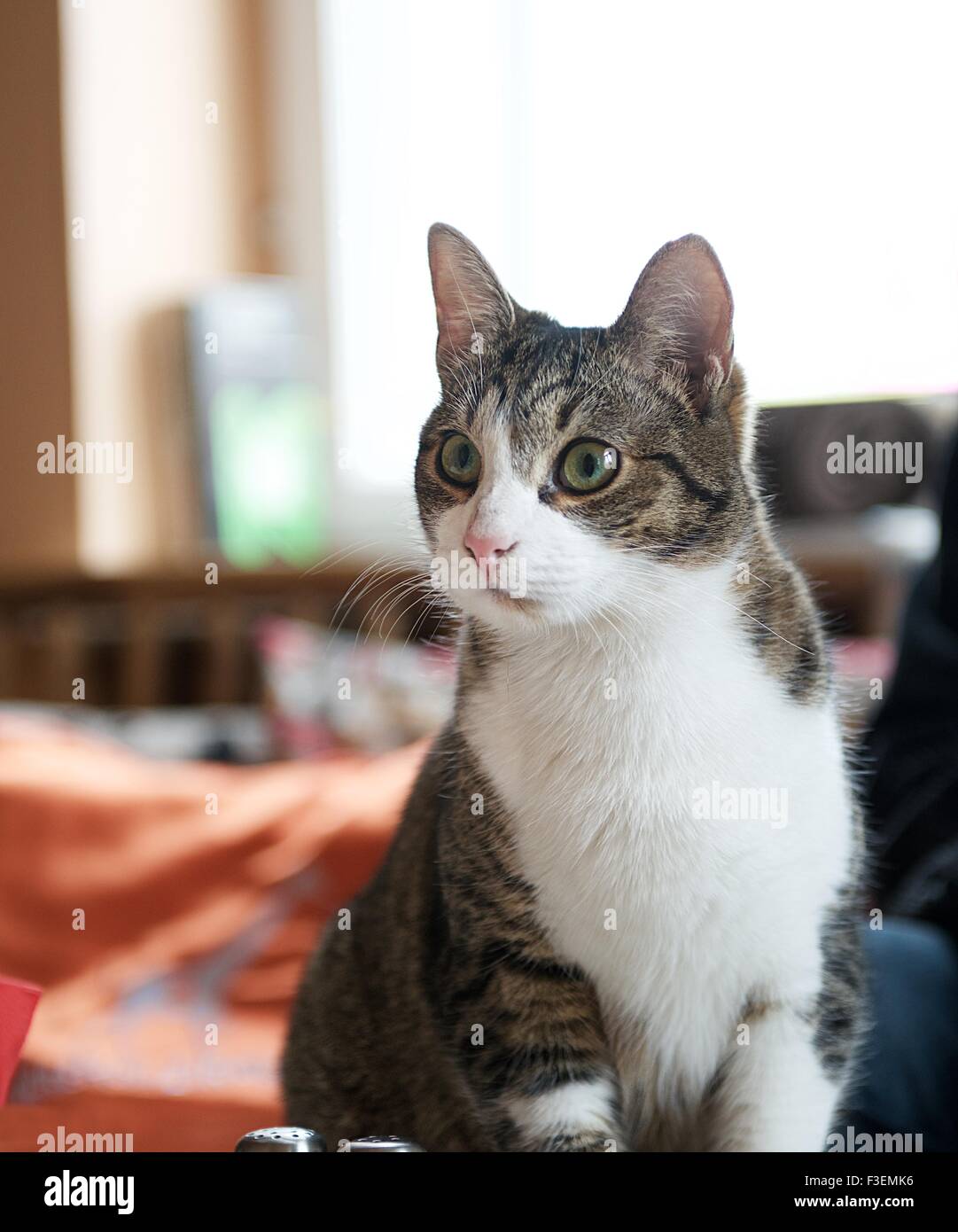 Nice curious hi-res stock photography and images - Alamy