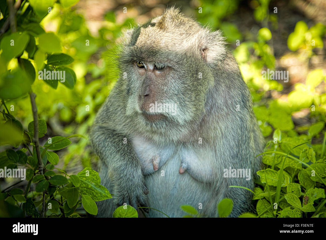 Monkey on the tree hi-res stock photography and images - Alamy