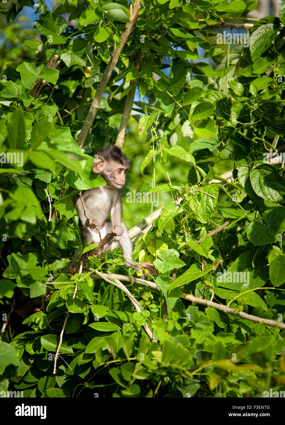 Young wild monkey on the tree Stock Photo - Alamy