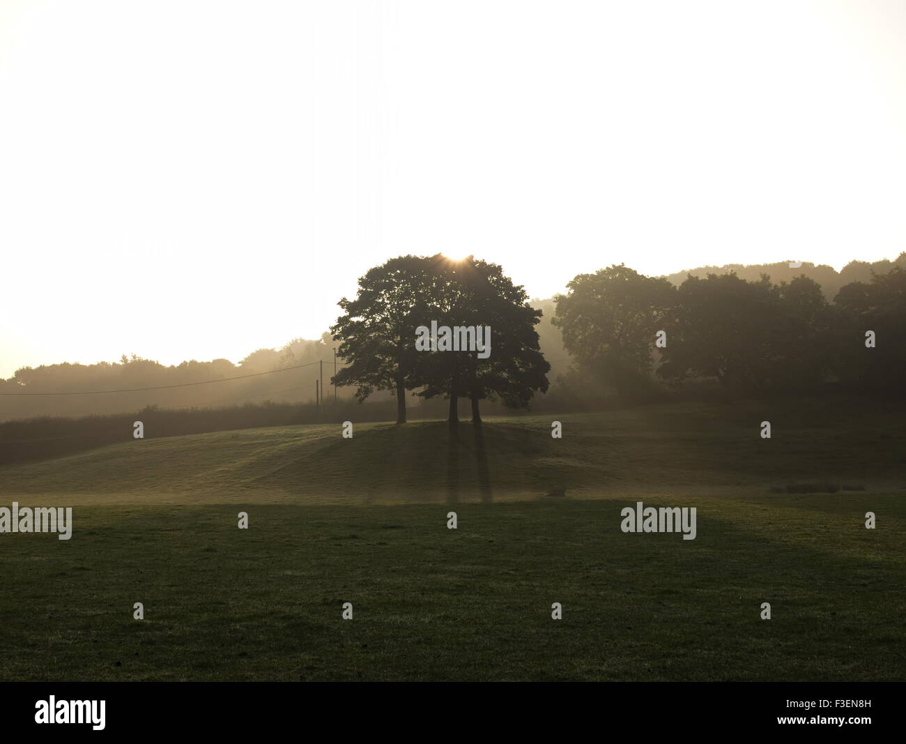 Tree with dew hi-res stock photography and images - Alamy