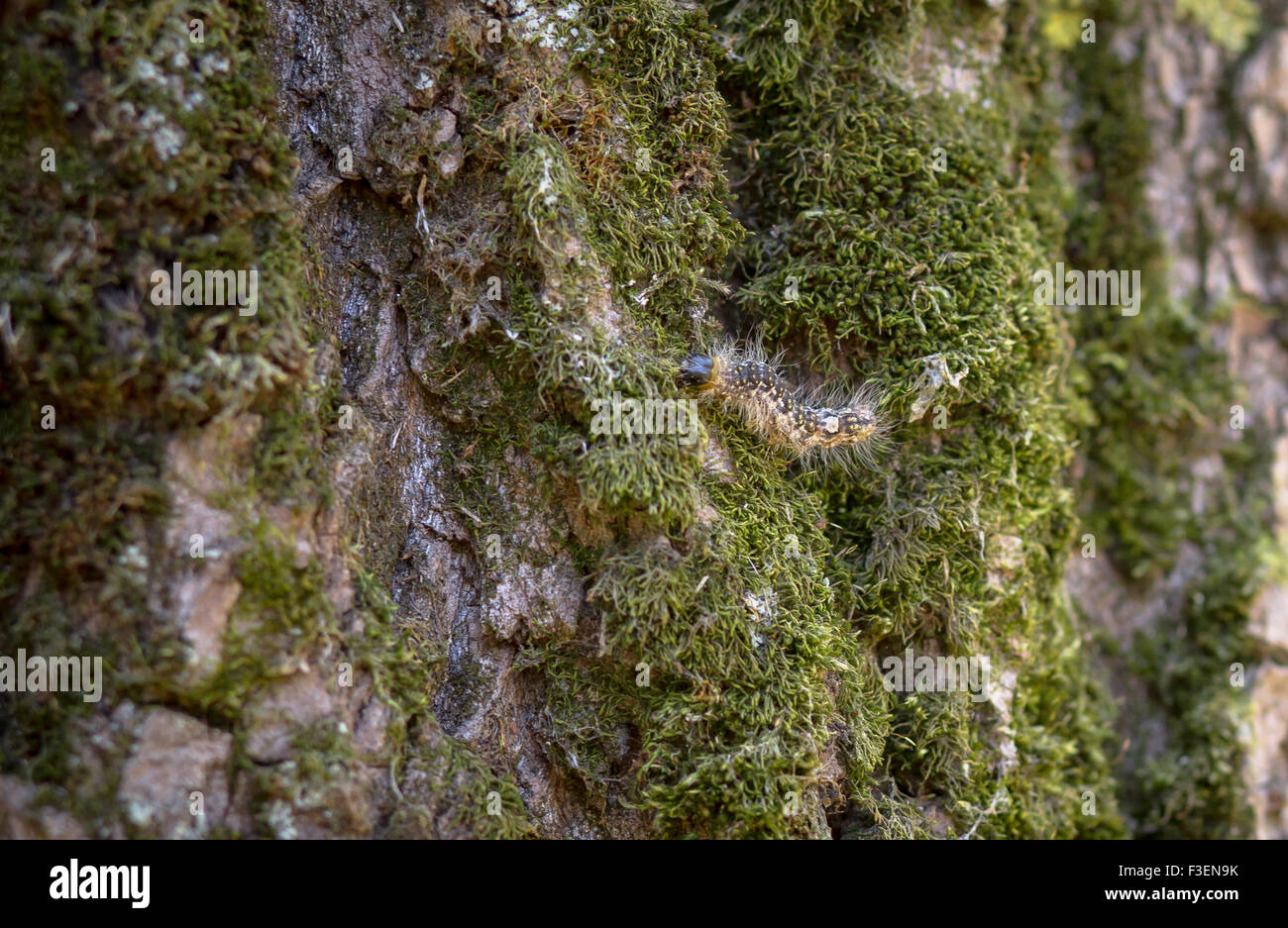 Natural green moss design hi-res stock photography and images - Alamy