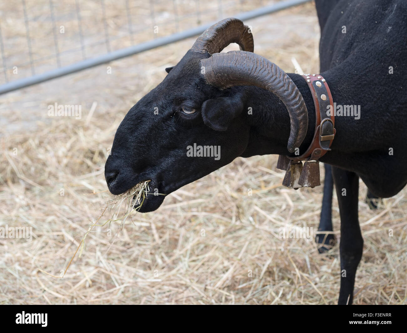 Massese breed hi-res stock photography and images - Alamy