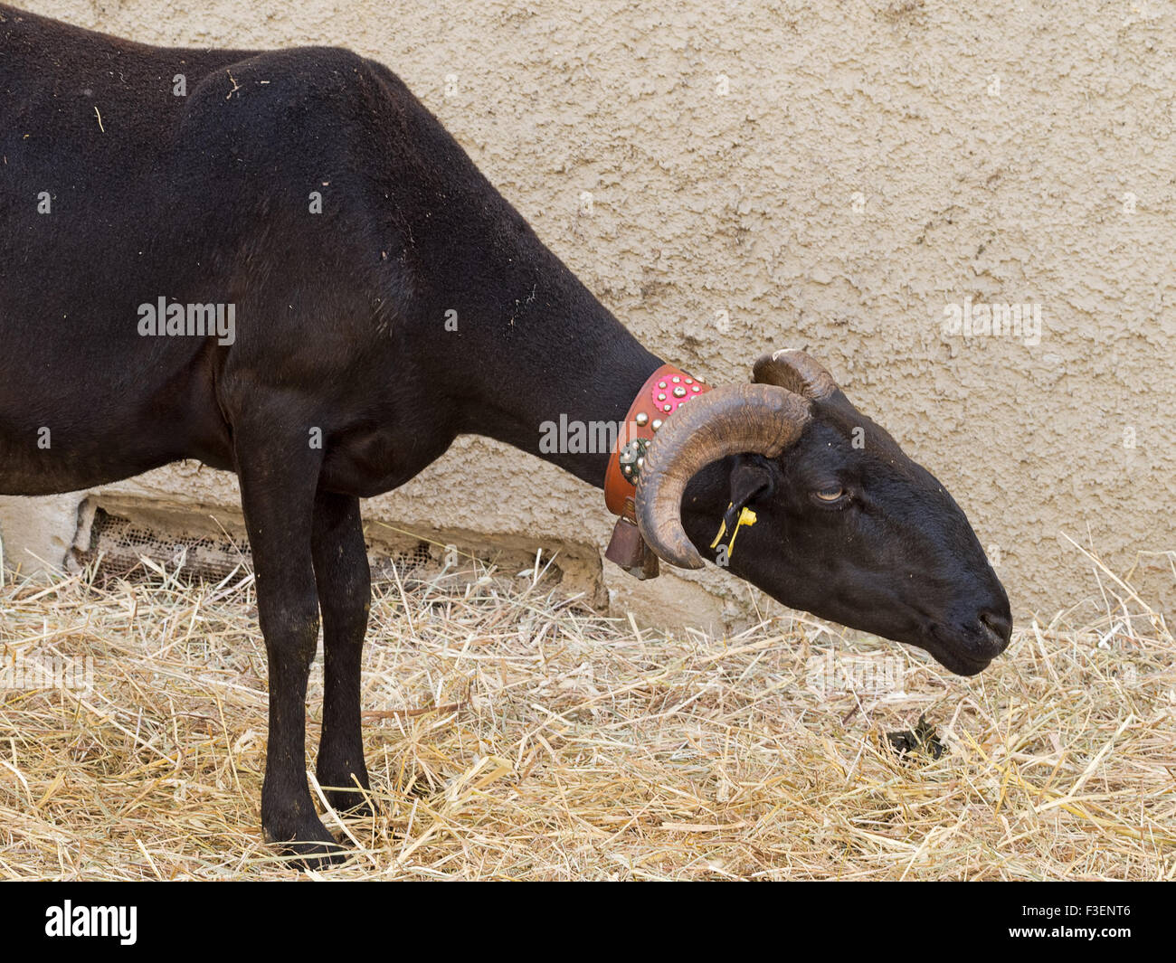 Massese sheep hi-res stock photography and images - Alamy