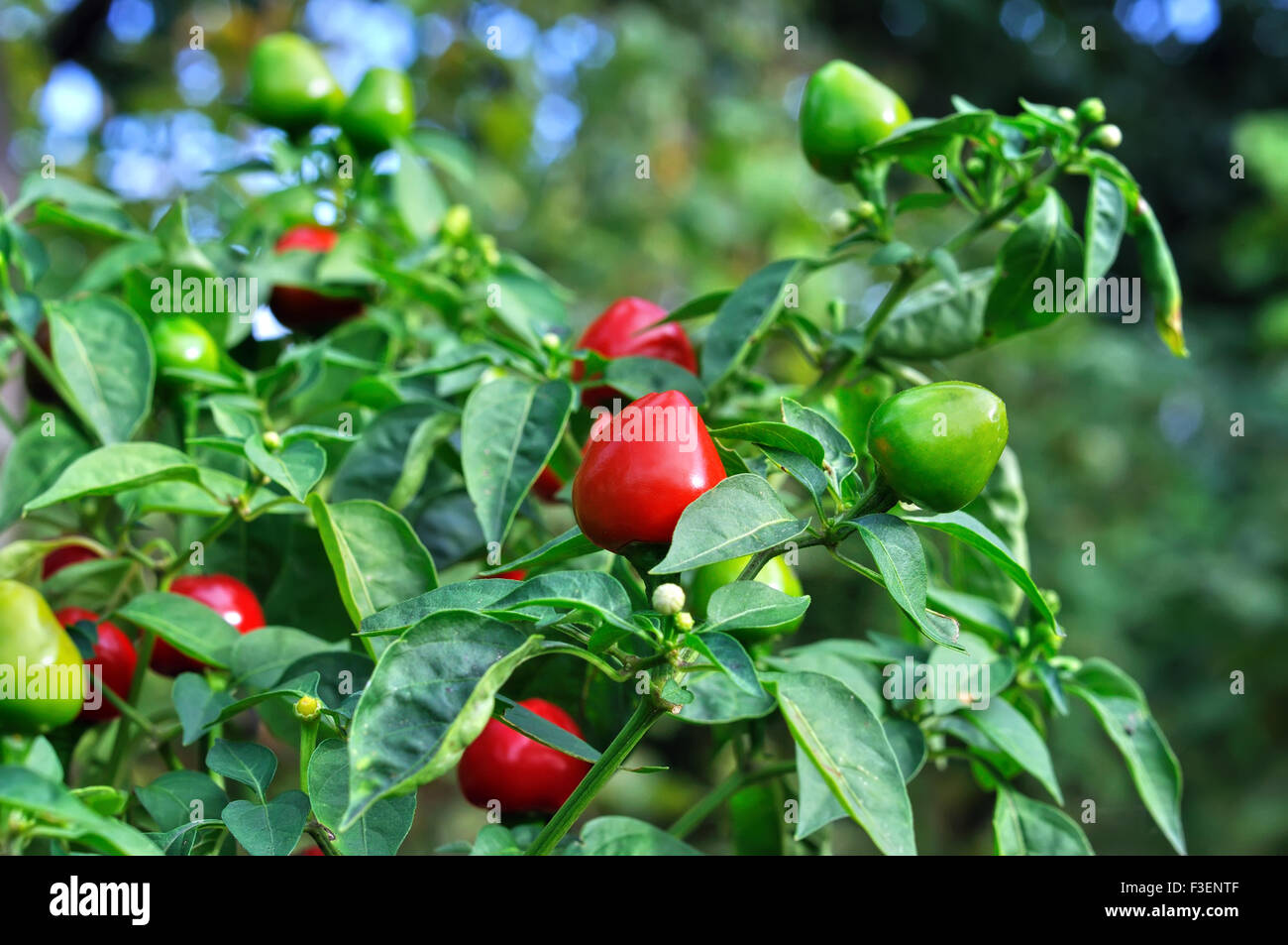 Chili chili hi-res stock photography and images - Alamy