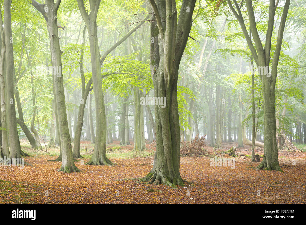 Beech trees in early autumn in Dockey Wood, Hertfordshire, England UK ...