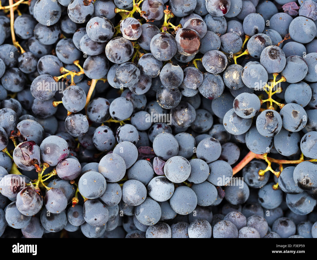 Red wine grapes, freshly harvested for wine making. Italy - Lunigiana ...
