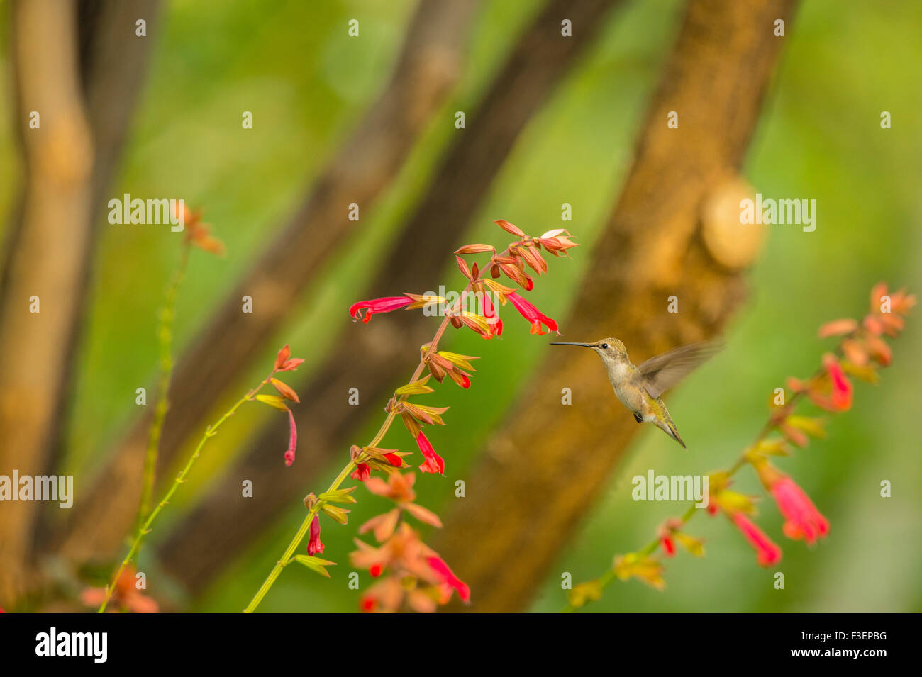 Hummingbirds and flowers hi-res stock photography and images - Alamy