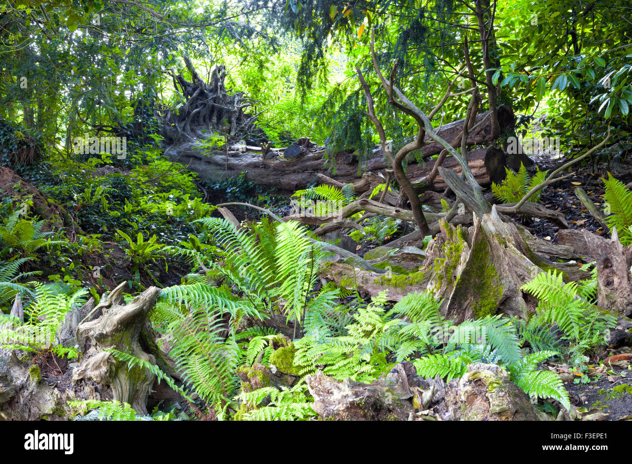 Fallen rotten trees hi-res stock photography and images - Alamy