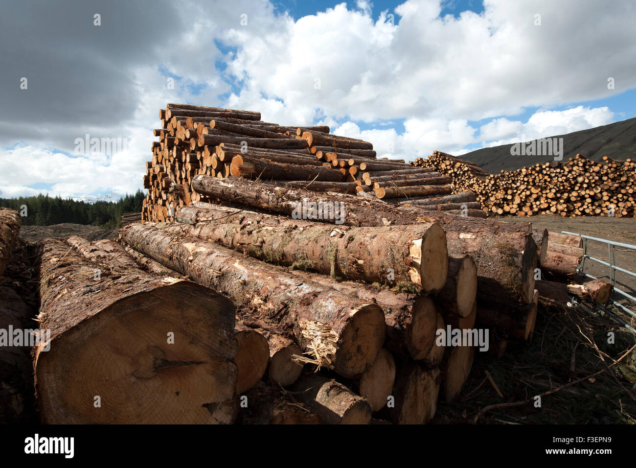 Logging at Breadalbane, Scotland, UK Stock Photo - Alamy