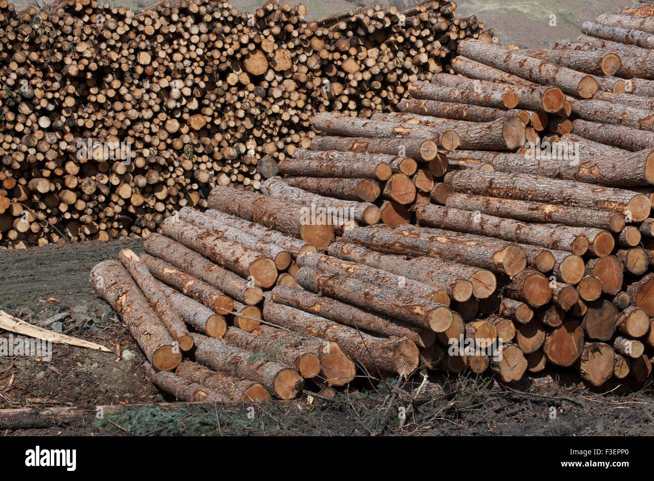 Logging at Breadalbane, Scotland, UK Stock Photo - Alamy