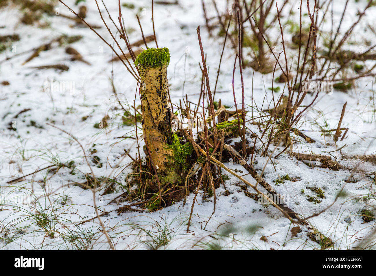 plant which looked alien in a snowy mountain forest Stock Photo - Alamy