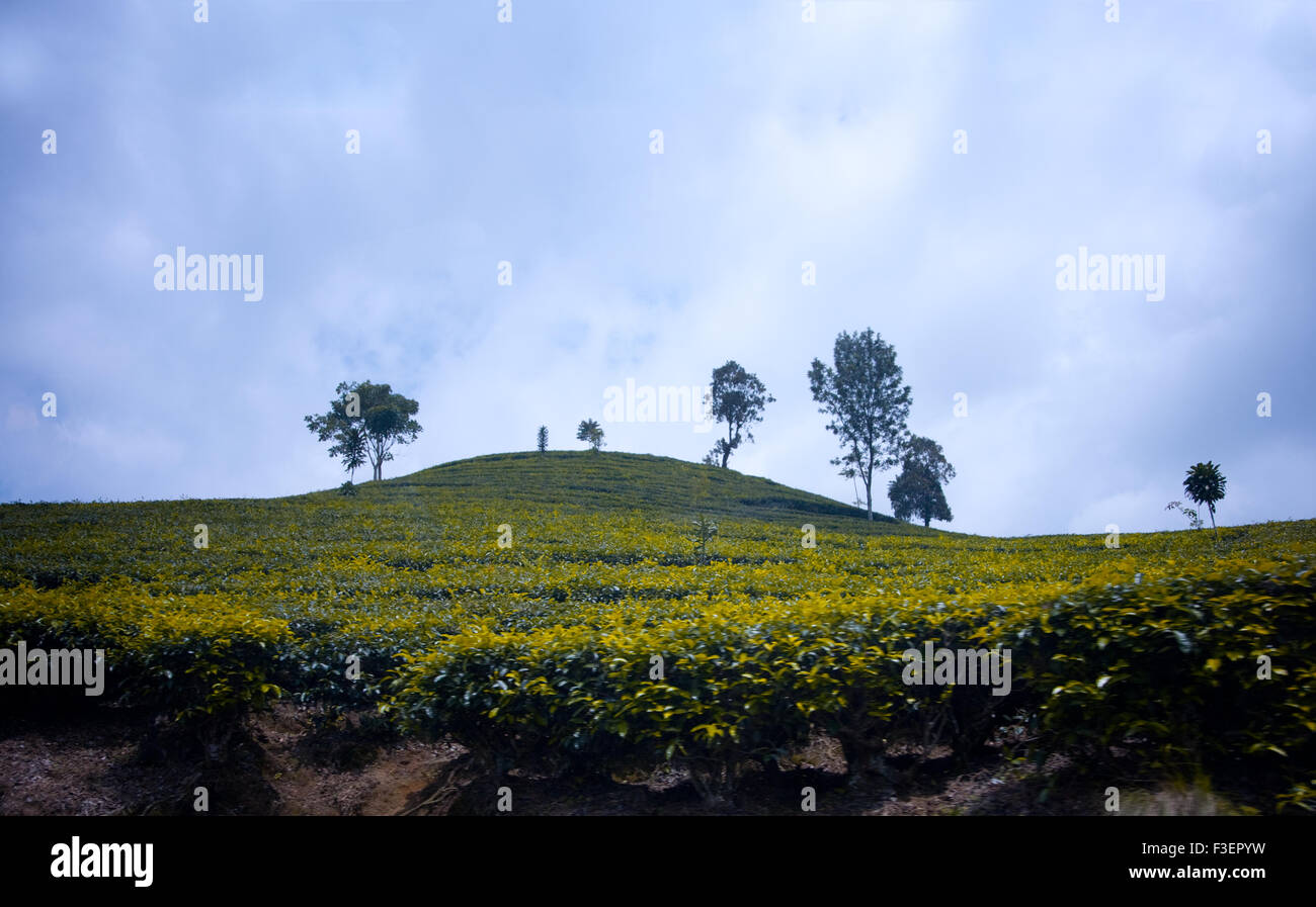 Indonesian tea fields Stock Photo - Alamy