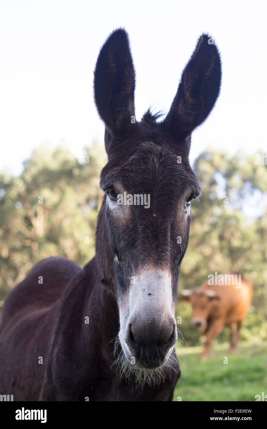 Portrait of a donkey Stock Photo - Alamy