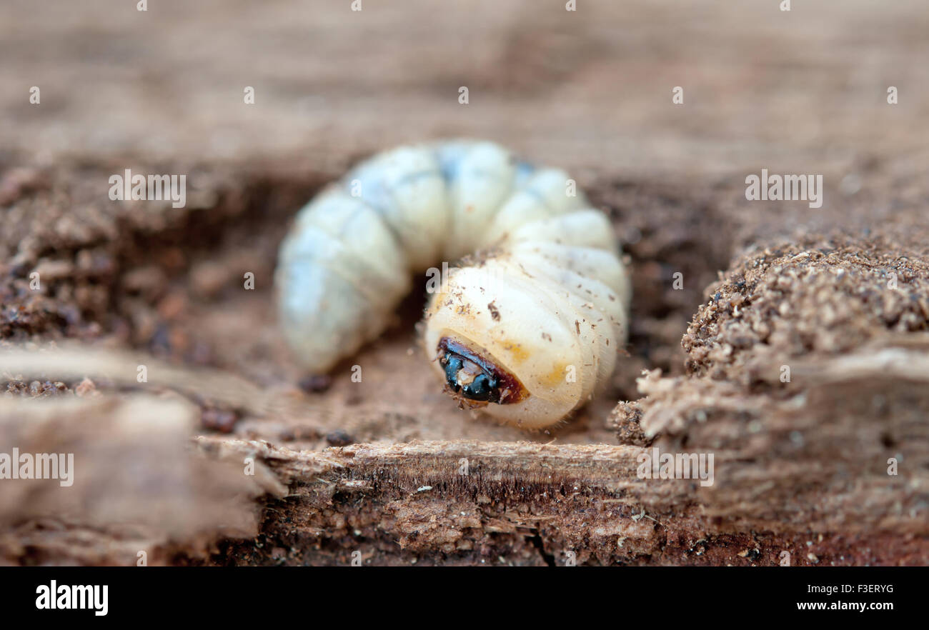 little woodworm lies on tree Stock Photo - Alamy
