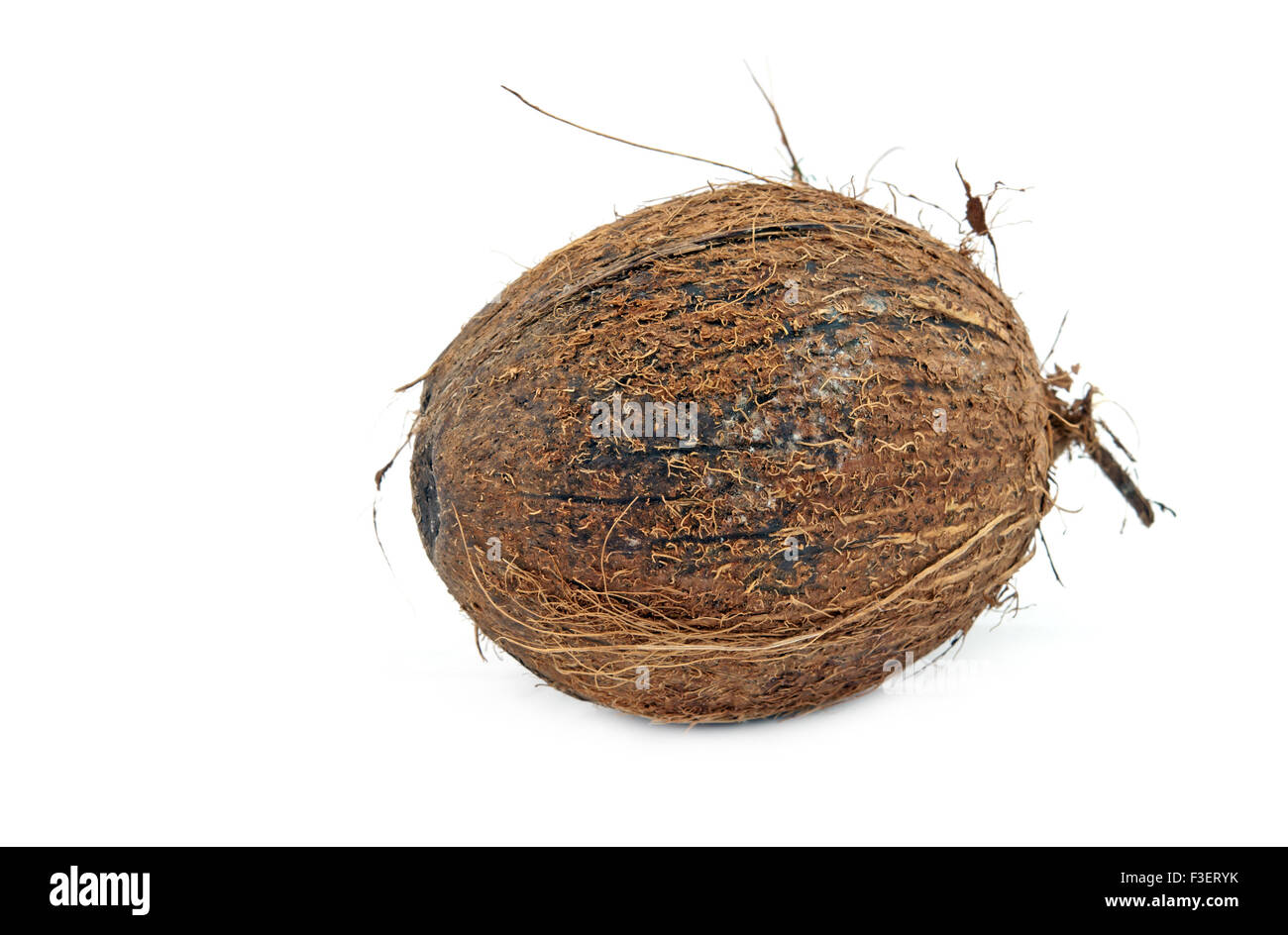 rotten coconut (macro) isolated on white Stock Photo - Alamy