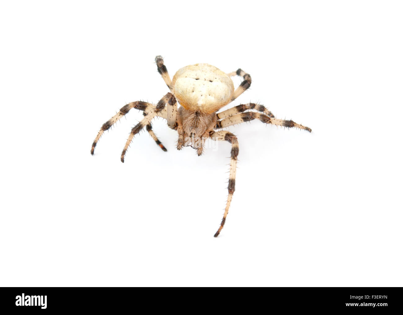 cross spider isolated on white Stock Photo - Alamy