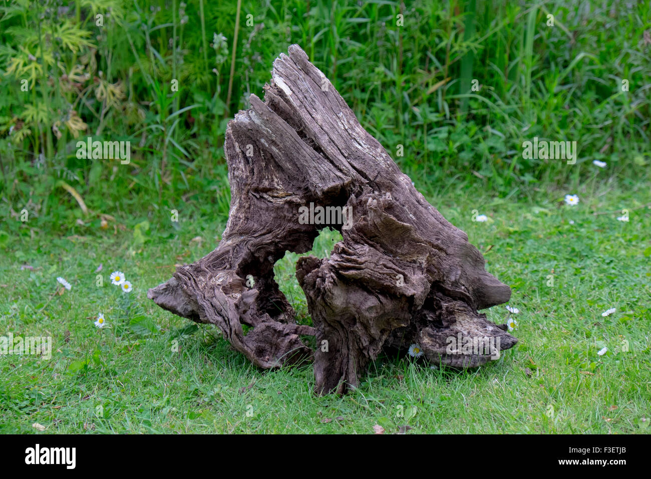 Weathered oak stump in garden, England, UK Stock Photo - Alamy
