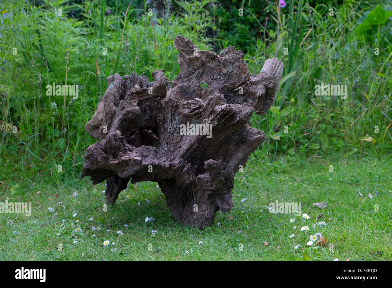 Weathered oak stump in garden, England, UK Stock Photo - Alamy