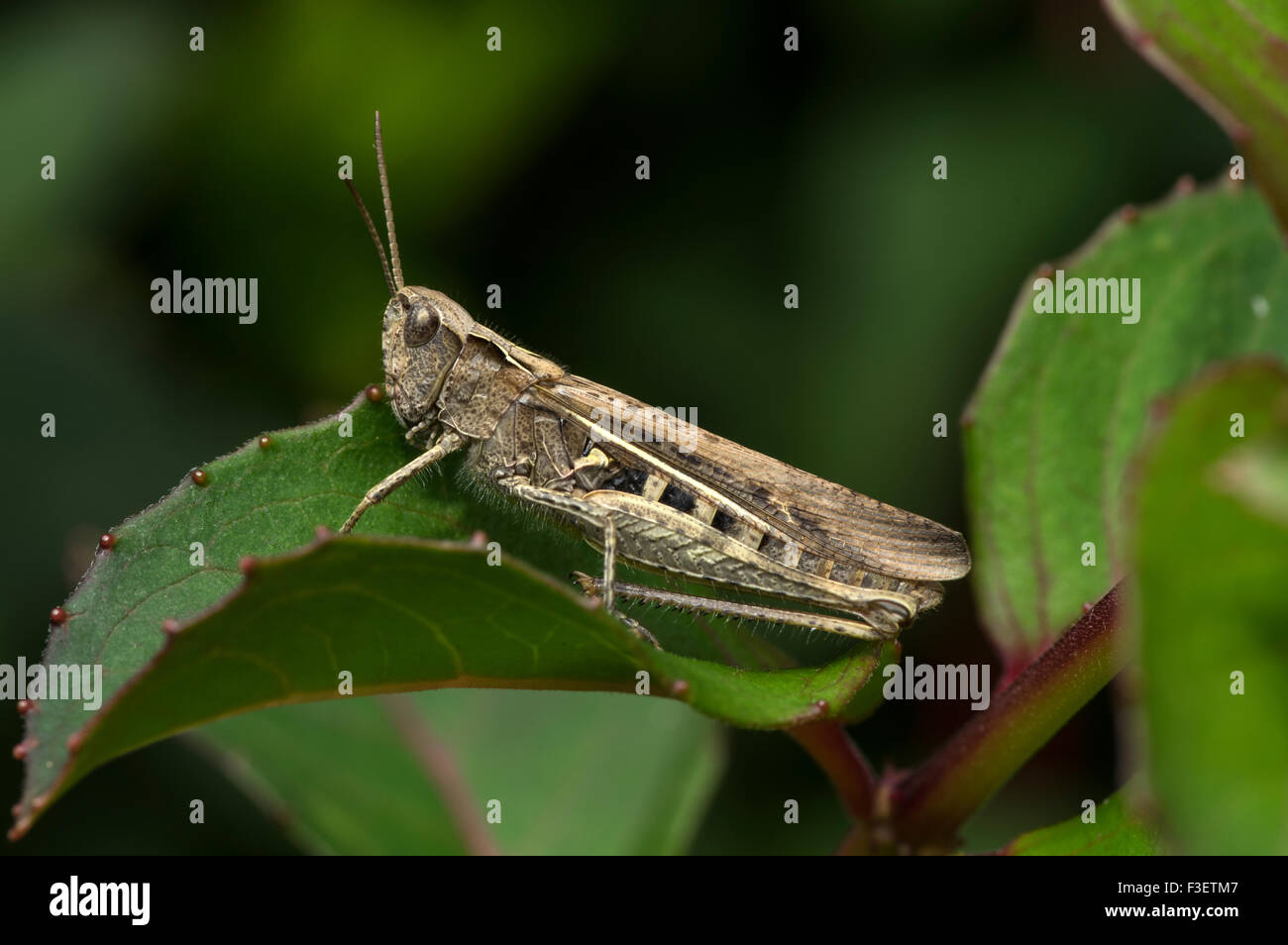 Common Field Grasshopper. Very common in dry grassland Stock Photo - Alamy