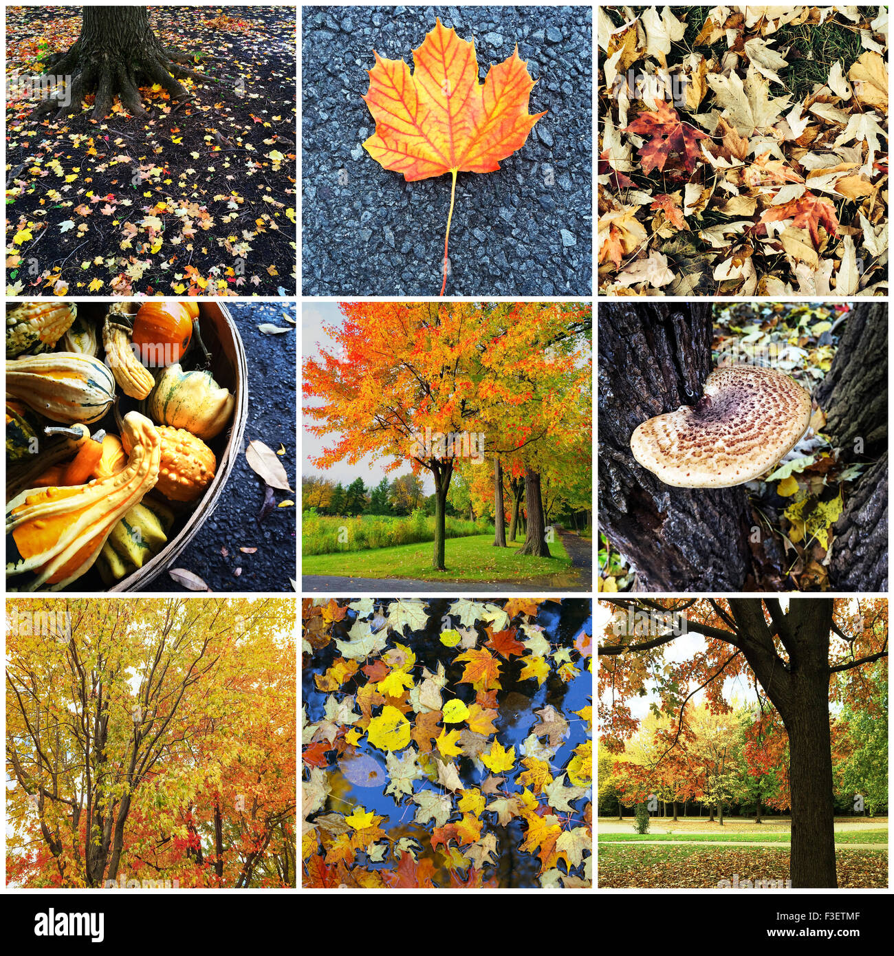 Collage of nine autumn nature photos. Quebec, Canada Stock Photo - Alamy