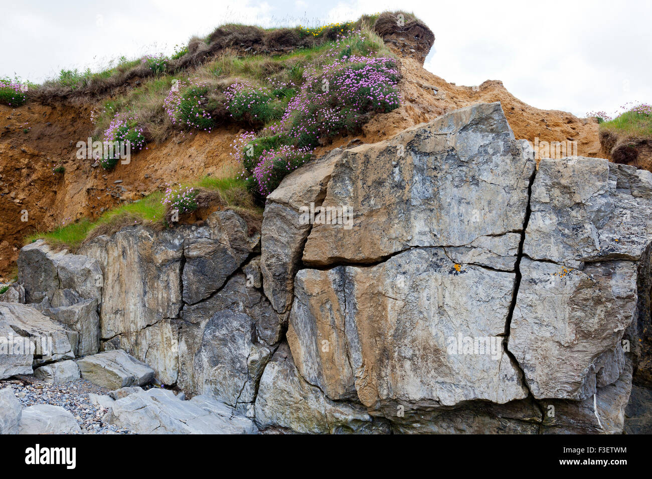 Shattered rocks and clumps of sea thrift in West Angle Bay in the ...