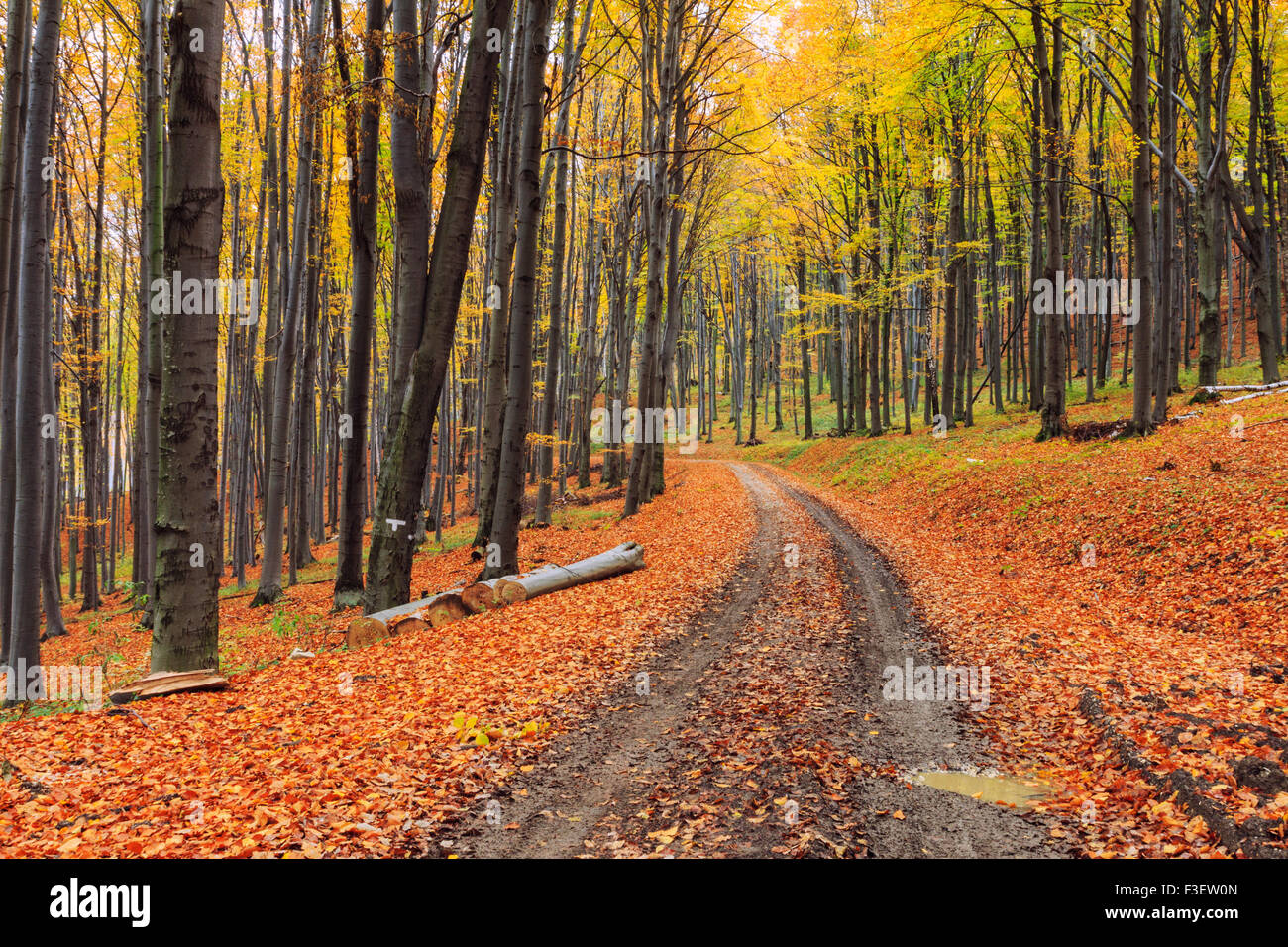 Footpath winding through colorful forest in Hungary Stock Photo - Alamy
