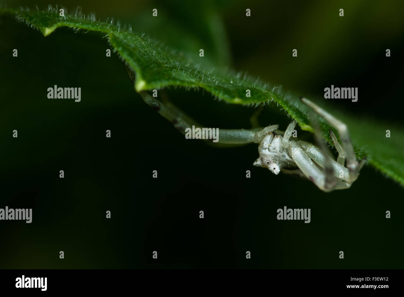 Spider under the leaf hi-res stock photography and images - Alamy