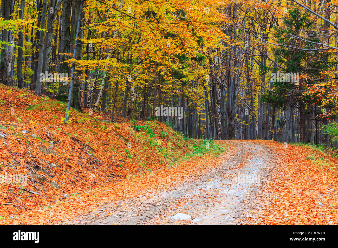 Footpath winding through colorful forest in Hungary Stock Photo - Alamy